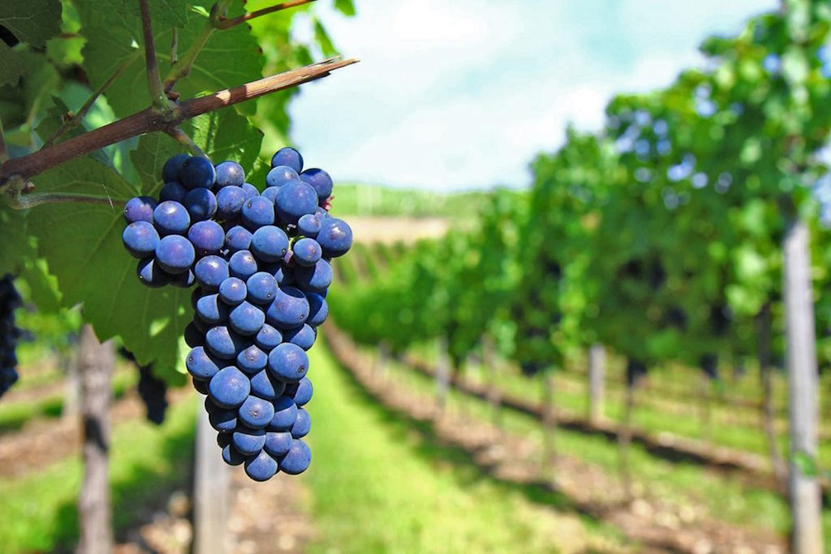 Vini DOP della Romagna | Turismo Emilia Romagna