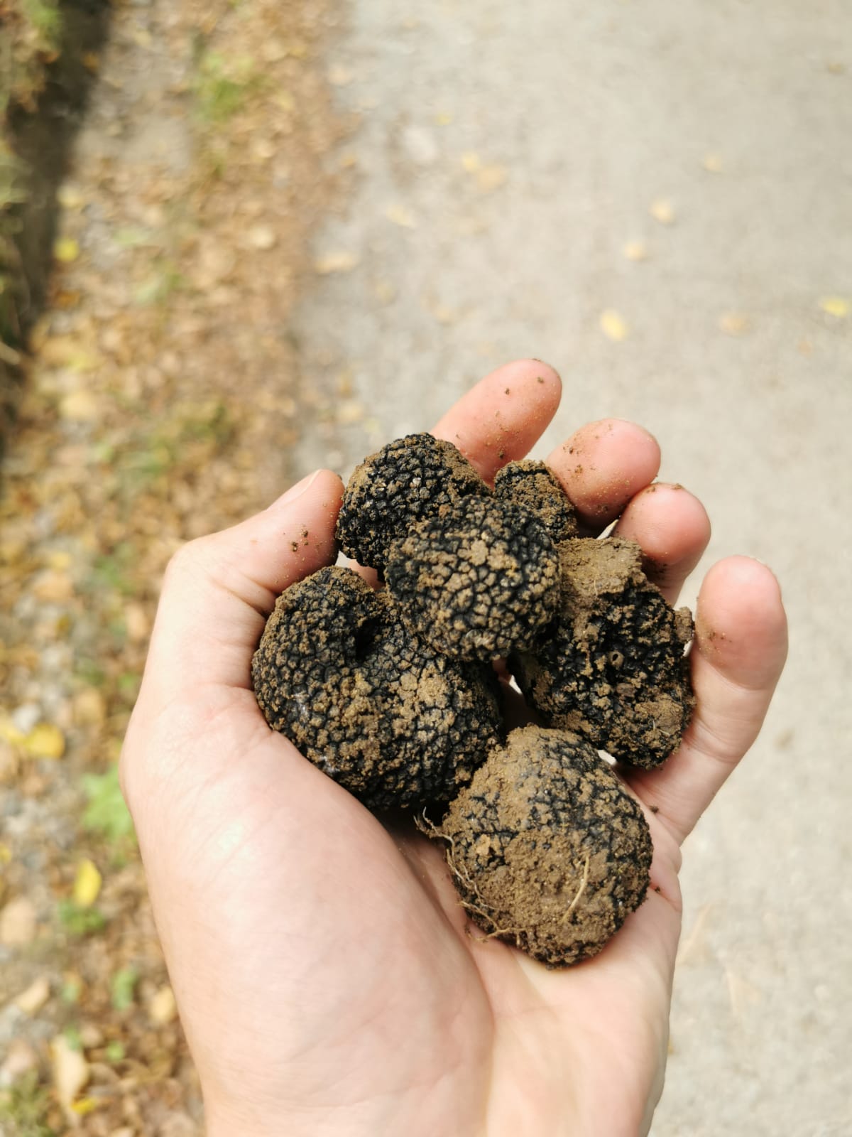 Truffle week 2023 | Visit Romagna