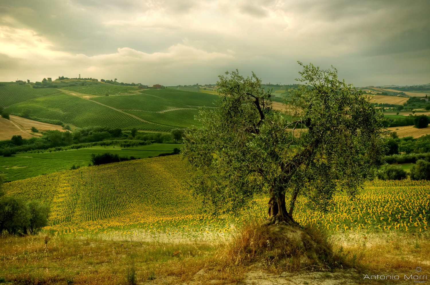 Nelle Terre di Coriano, terra di sapori e motori | Visit Romagna